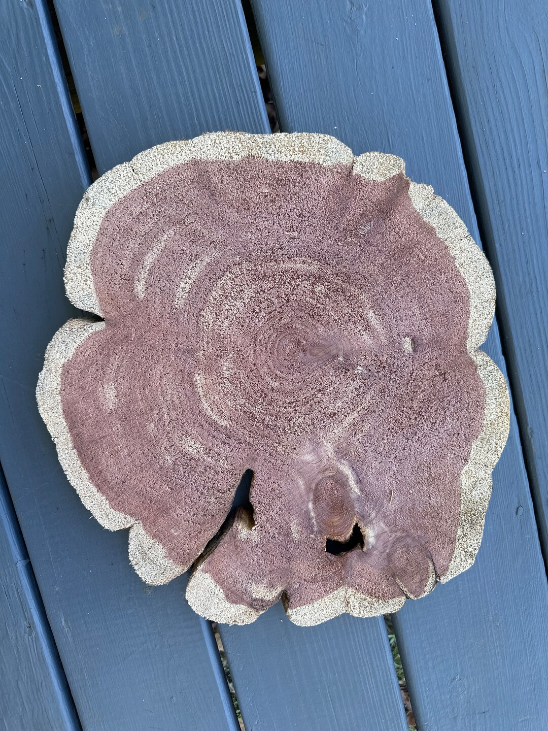 Center Cut Wood Live Edge Slab Round Crosscut Rough Cut DIY Staghorn ...