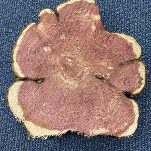 Center Cut Wood Live Edge Slab Round Crosscut Rough Cut DIY Staghorn ...