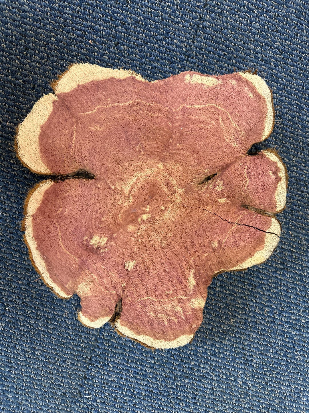 Center Cut Wood Live Edge Slab Round Crosscut Rough Cut DIY Chunky Red ...