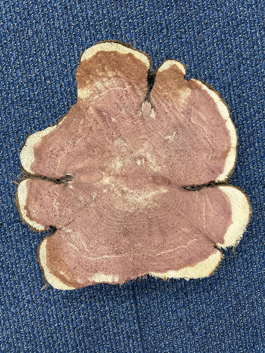 Center Cut Wood Live Edge Slab Round Crosscut Rough Cut DIY Staghorn ...