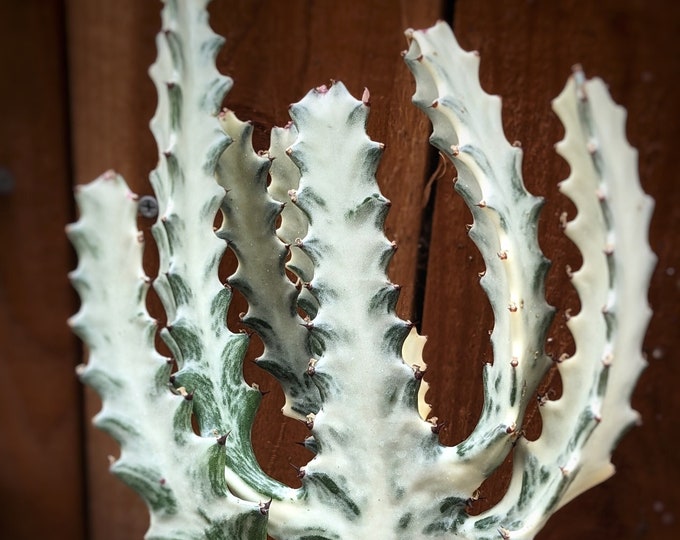 Euphorbia White Ghost, Big White Ghost Cactus, Cactus, Succulent, Live ...