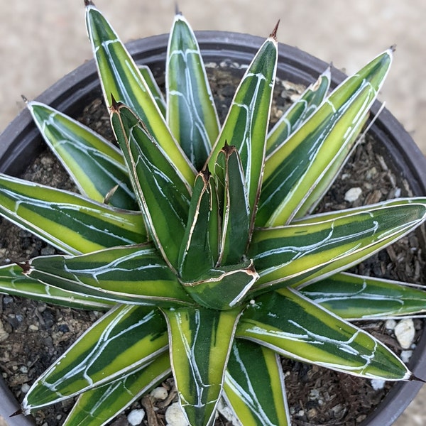 Variegated Agave - Etsy