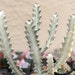 Euphorbia White Ghost, Big White Ghost Cactus, Cactus, Succulent, Live ...