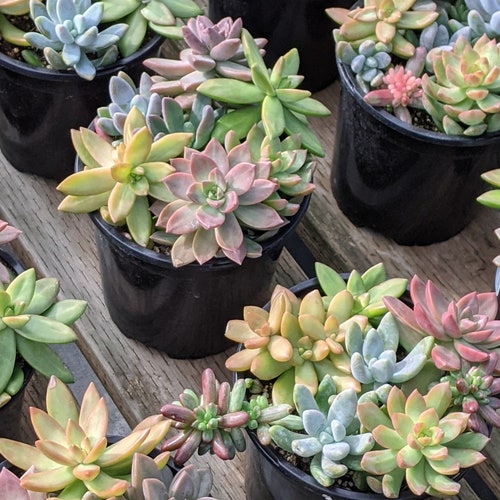 Rainbow Succulent Mix Plants Colorful Succulent Mix Bare - Etsy