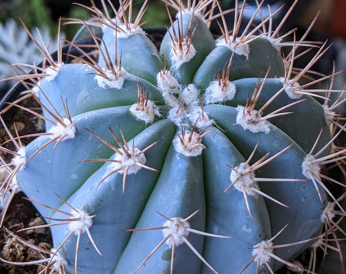 Melocactus Azureus,blue Cactus,live Cactus Plant,house Plant,succulent ...