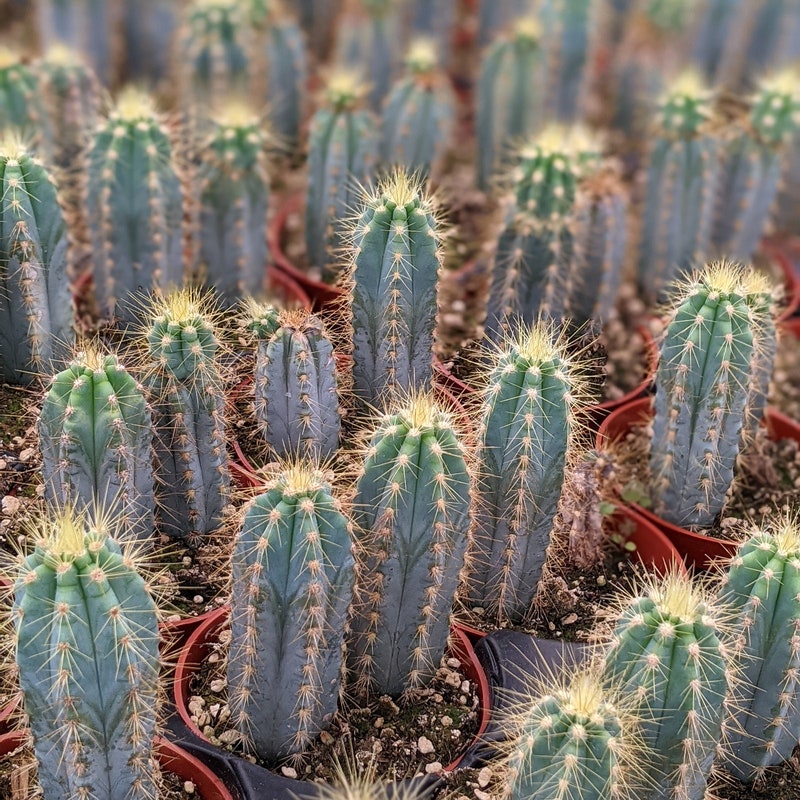 Blue Cactus Live Plant - Etsy
