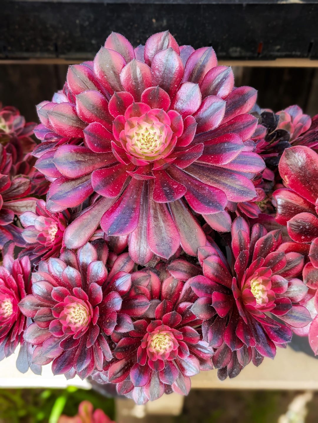 Clustered Aeonium Black Zwarkin, Big Variegated Succulents, Rare ...