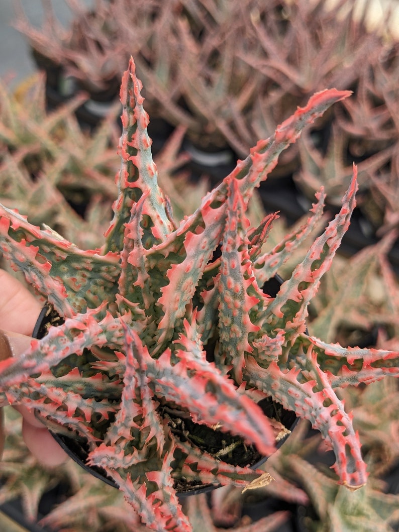 Aloe Hybrid 'oik', Rare Aloe Plant, Rare Succulent, Rare Plant ...