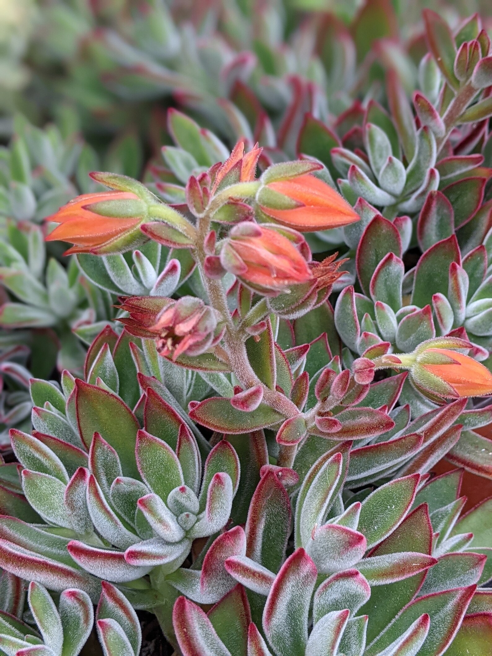 6" Echeveria Red Velvet, Echeveria Pulvinata,ruby Slippers Echeveria ...