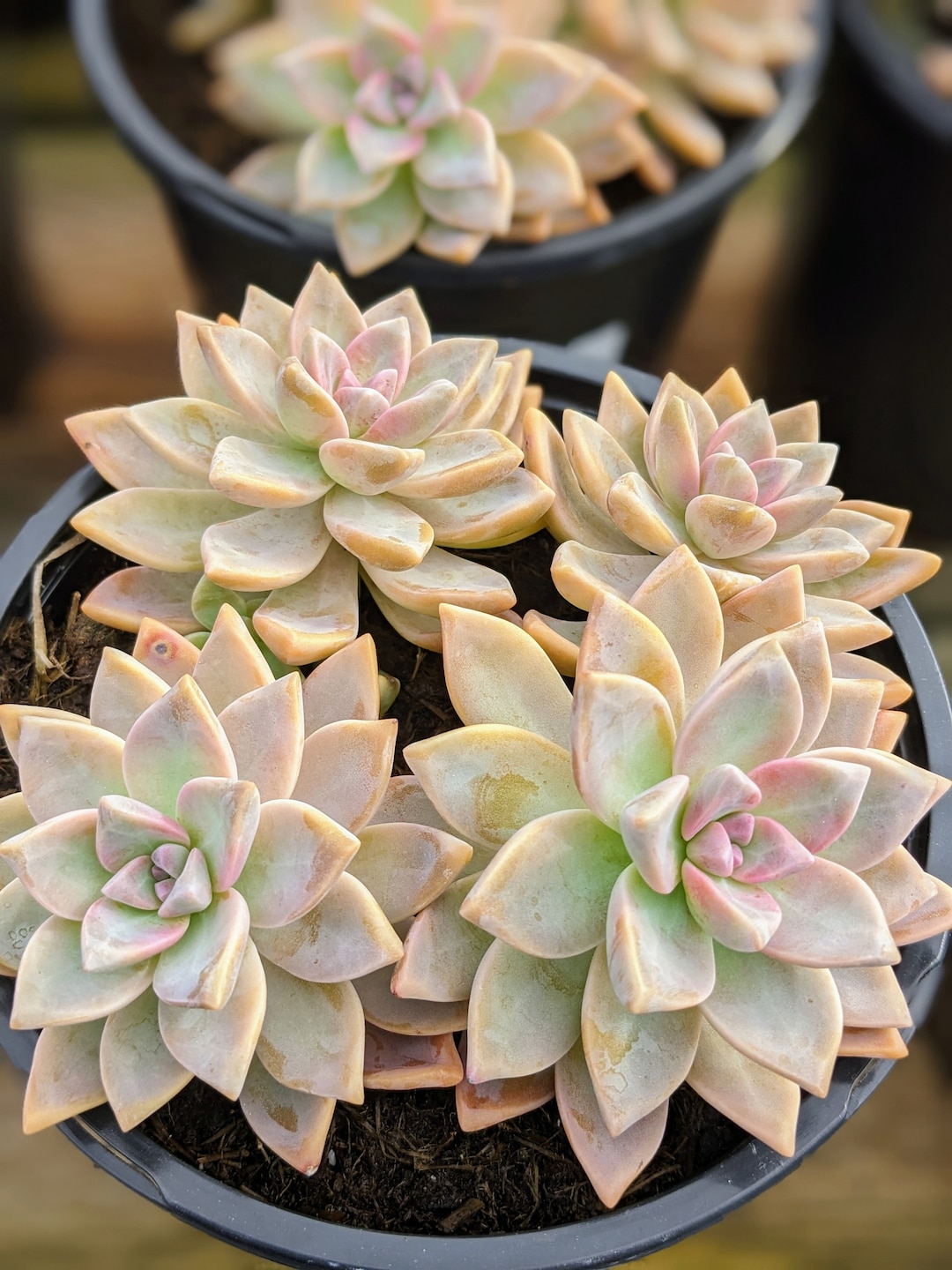 Graptosedum Ghosty,colorful Succulent, Spring Gift, Diy Arrangement ...