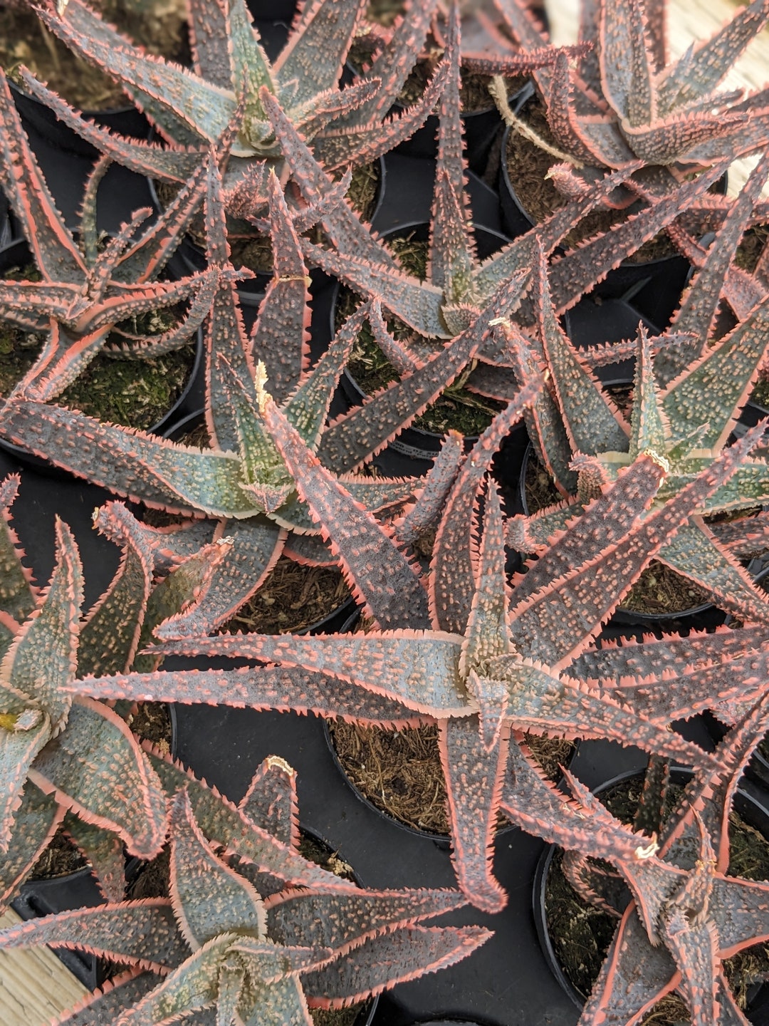 Aloe Hybrid Purple Haze, Rare Aloe Plant, Rare Succulent, Rare Plant ...