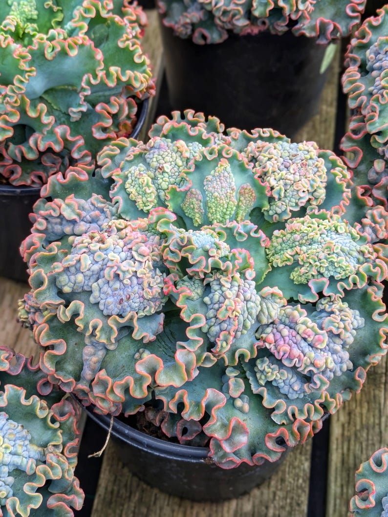 Echeveria Sea Dragon, 10", Curly Succulent, Rare Succulent, Succulent ...