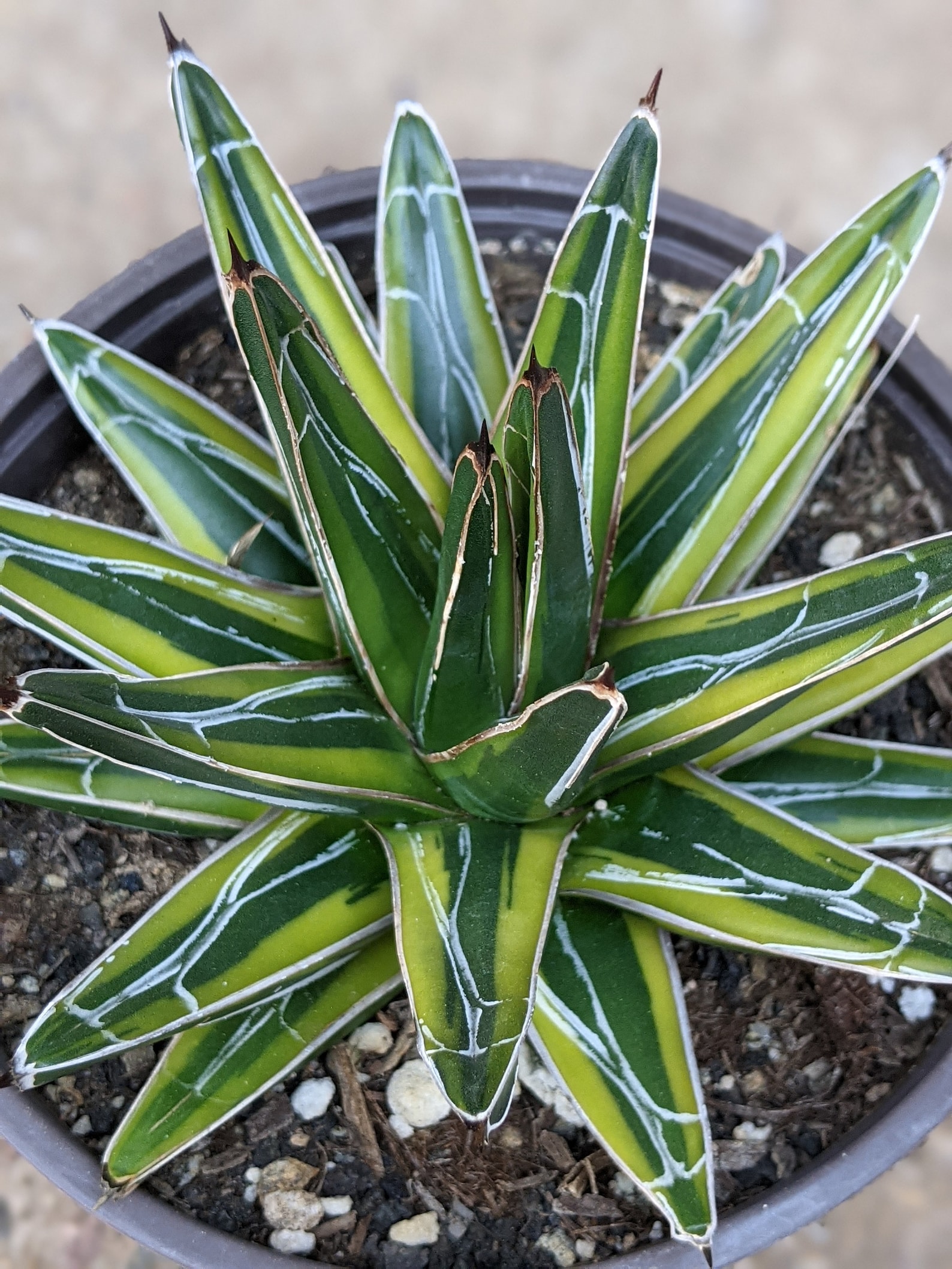6 Variegated Agave Victoria Rare Agave Rare succulent | Etsy
