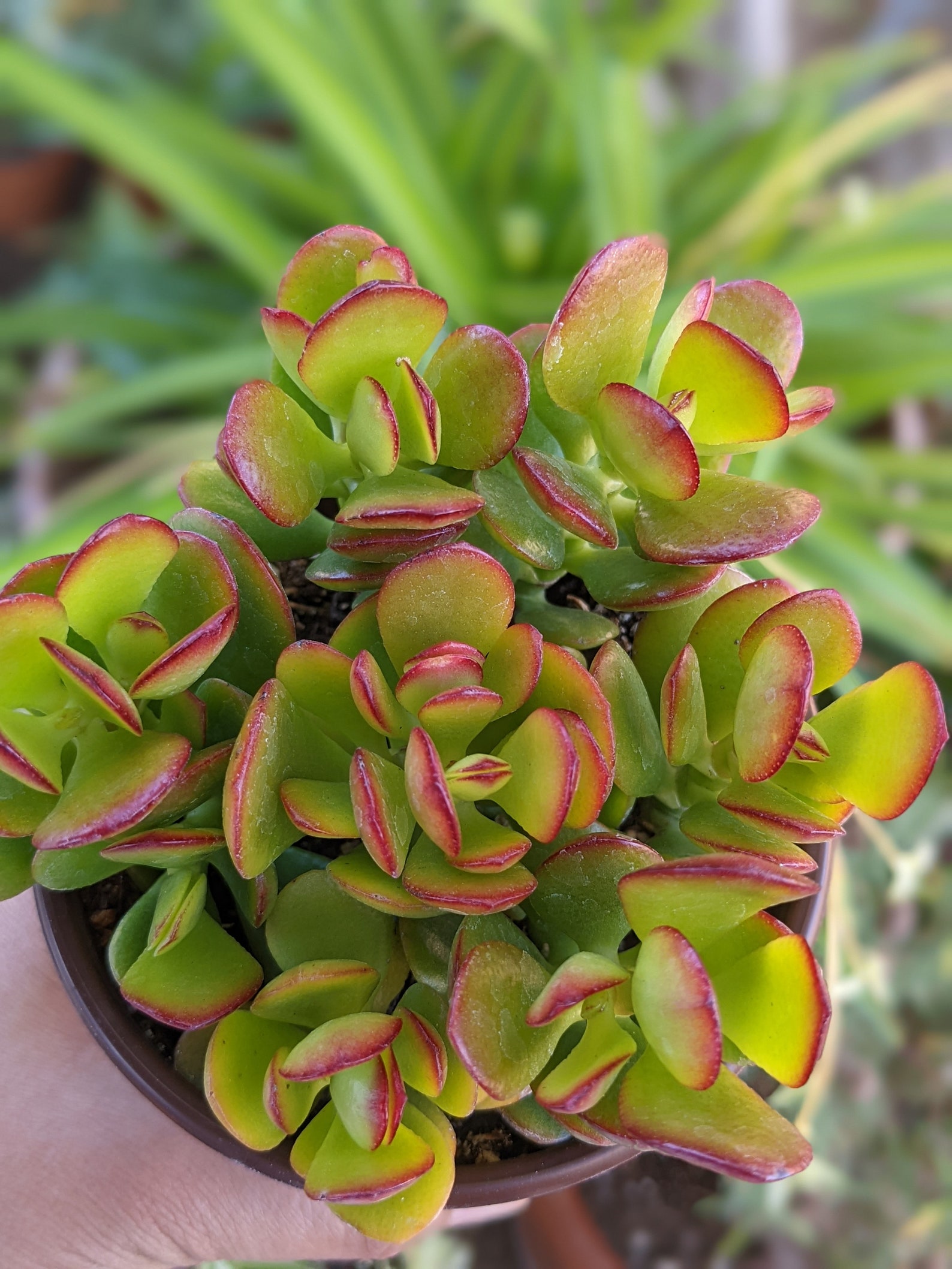 4 CRASSULA OVATA, Mini Jade, House Plants, Live Plant, Thank You Gift ...