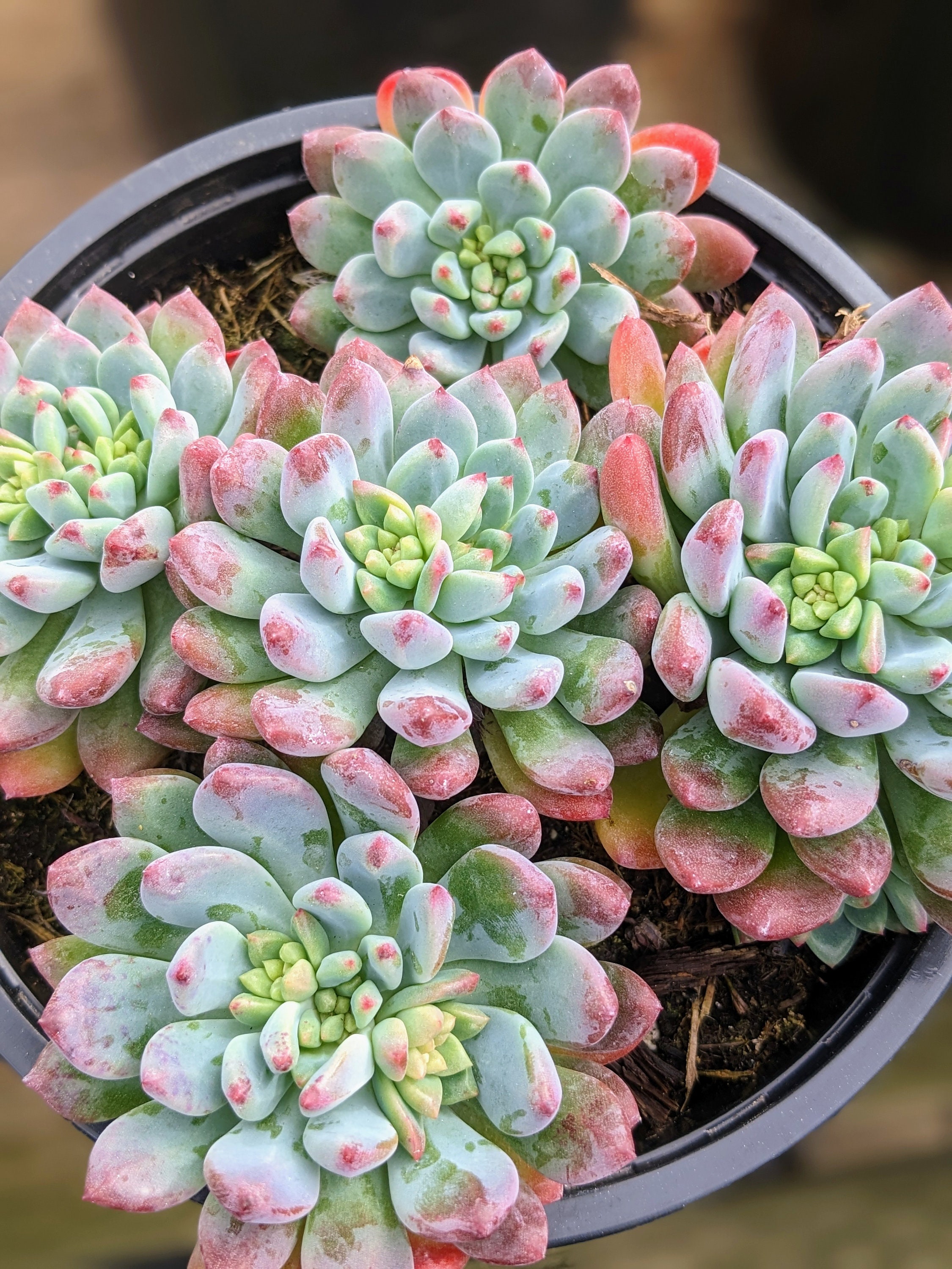 Blue Echeveria
