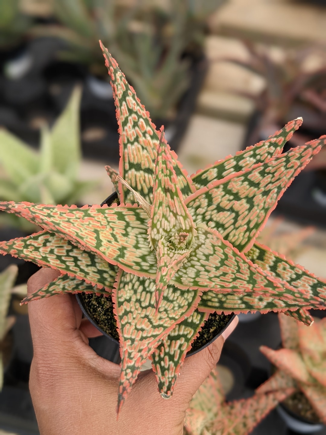 Aloe Firecracker Plant, Rare Succulent, 4.5" Houseplant - Etsy