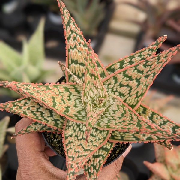 Aloe Plant - Etsy