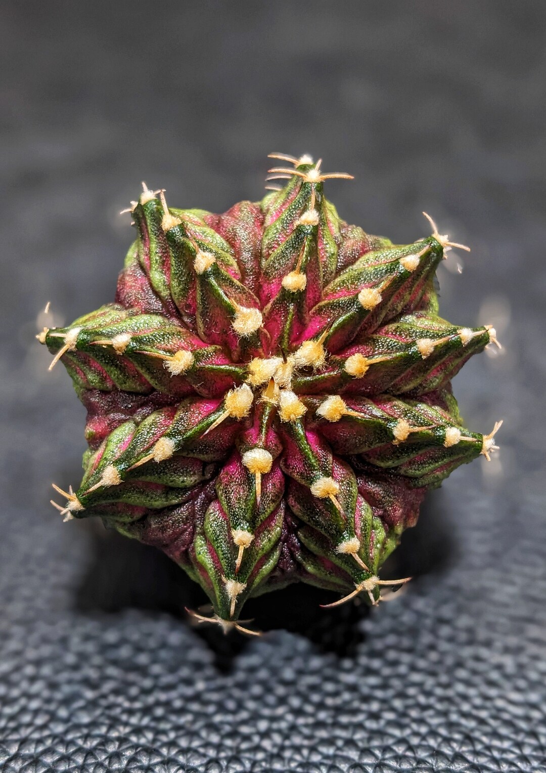 T-rex Gymnocalicium Hybrid Cactus, Seedgrown Cactus, Variegated Gymnos ...