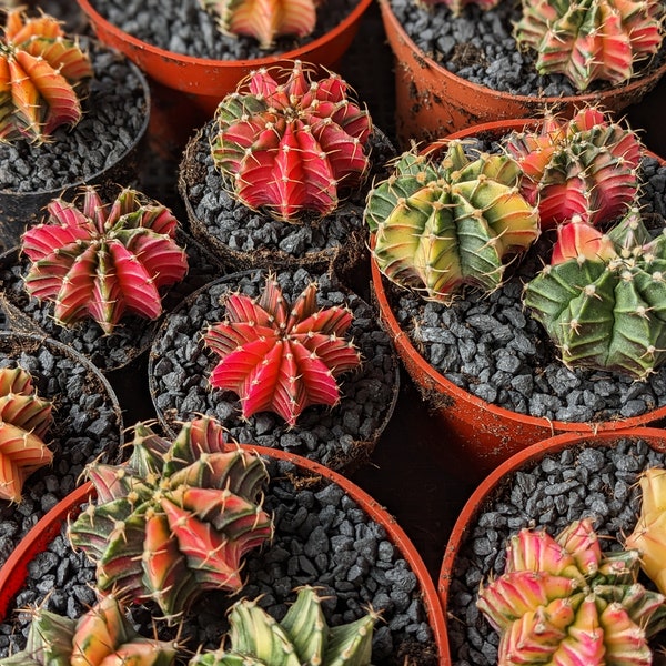 Rare Cactus - Etsy