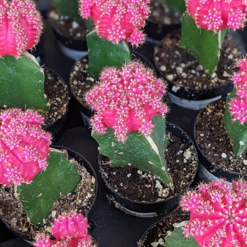 Grafted Pink Cactus Plant - Etsy