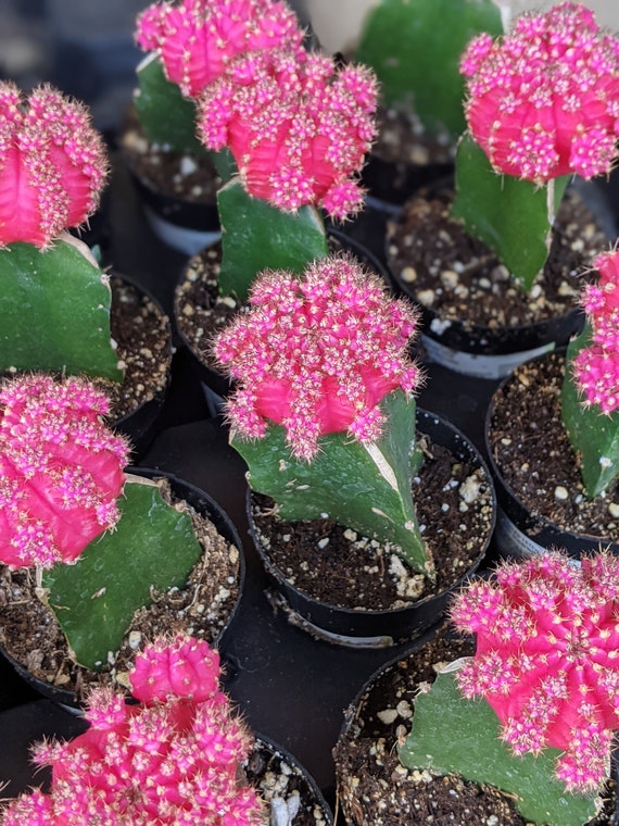Cactus de lune greffé rose gymnocalicium mihanovichii | Etsy France