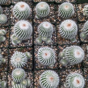 Silver Ball Cactus (parodia Scopa), Live Indoor Plant - Etsy