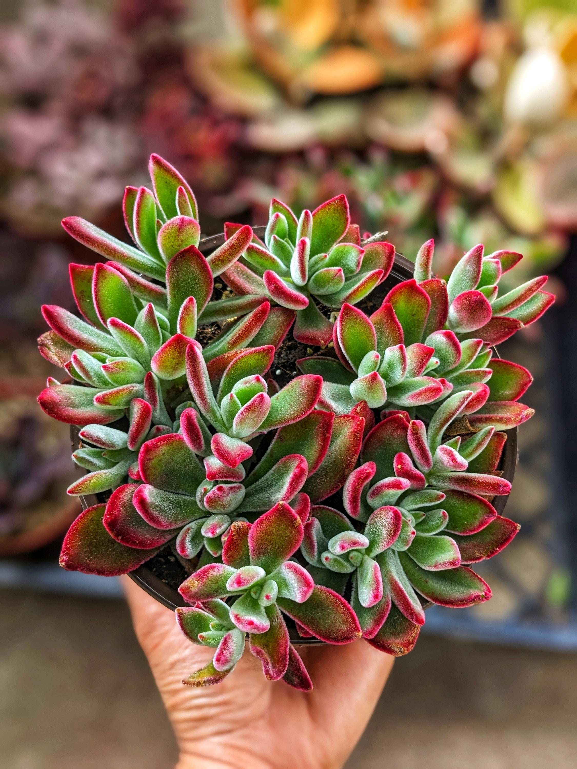 Red velvet plant store