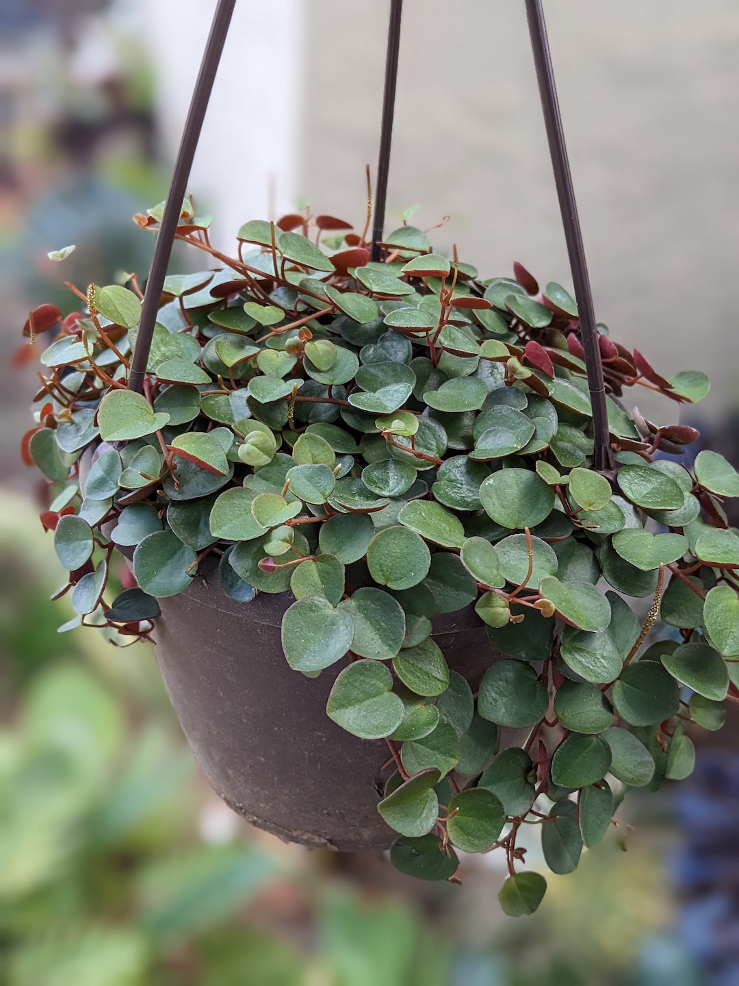 Peperomia Ruby Cascade, Peperomia Ruby Glow, Live Hanging Plant, House ...