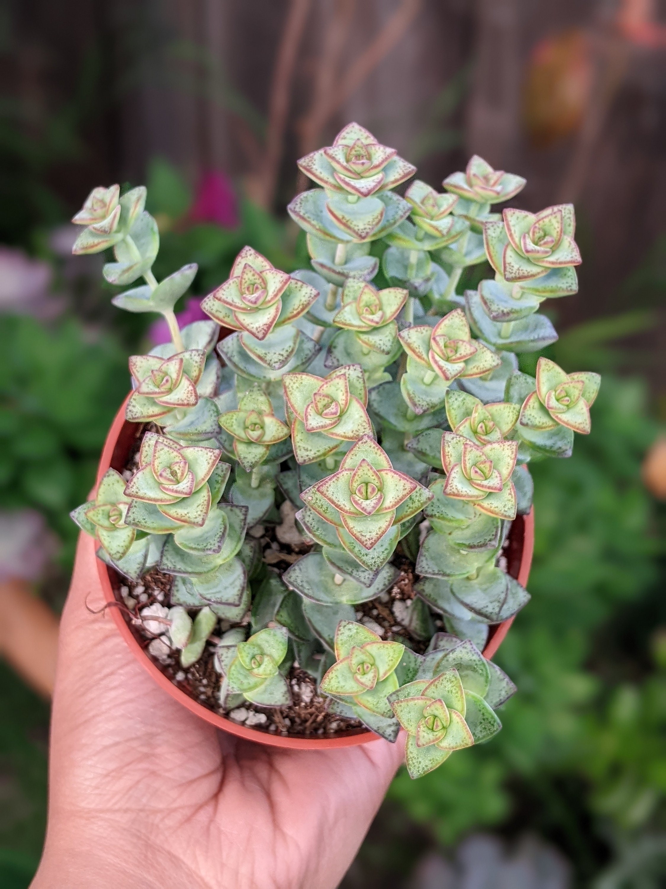 Crassula String of Buttons, Succulents, Live Plants, Garden, Live Plant ...