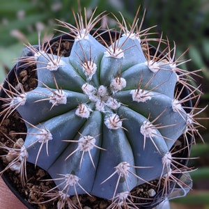 Melocactus Azureus,blue Cactus,live Cactus Plant,house Plant,succulent ...