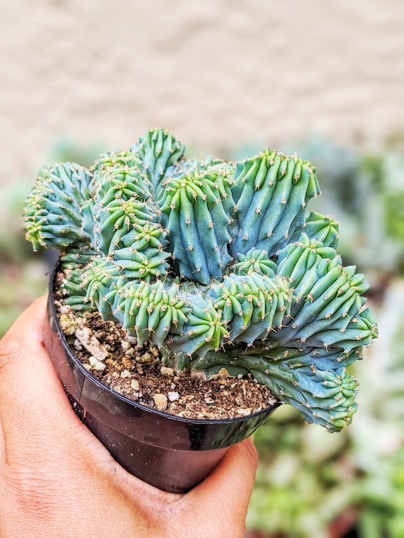Blue Candle Crested Cactus Myrtillocactus Cristata Live Cactus Plant Small Cactus House Plant Succulent Indoor Plant Etsy