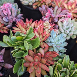 Premium Colorful Succulent Mix, Bright Succulent, Live Succulent Plant ...