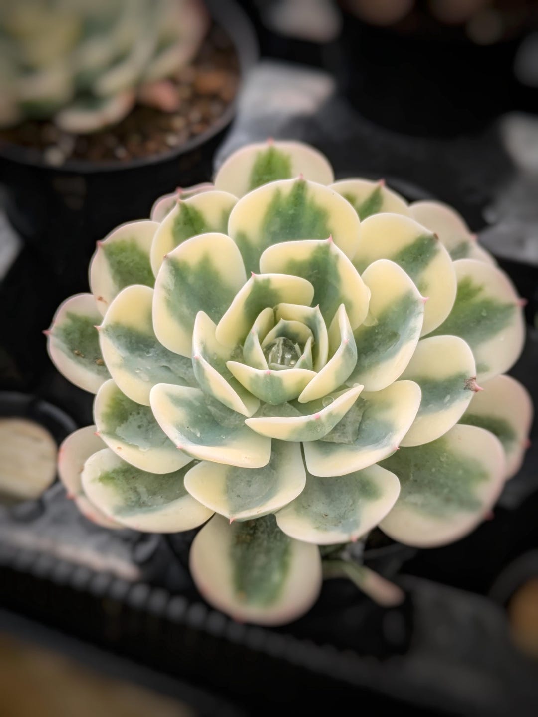 Echeveria Imbricata Variegata, Variegated Echeveria, Rare Plants, Fairy ...