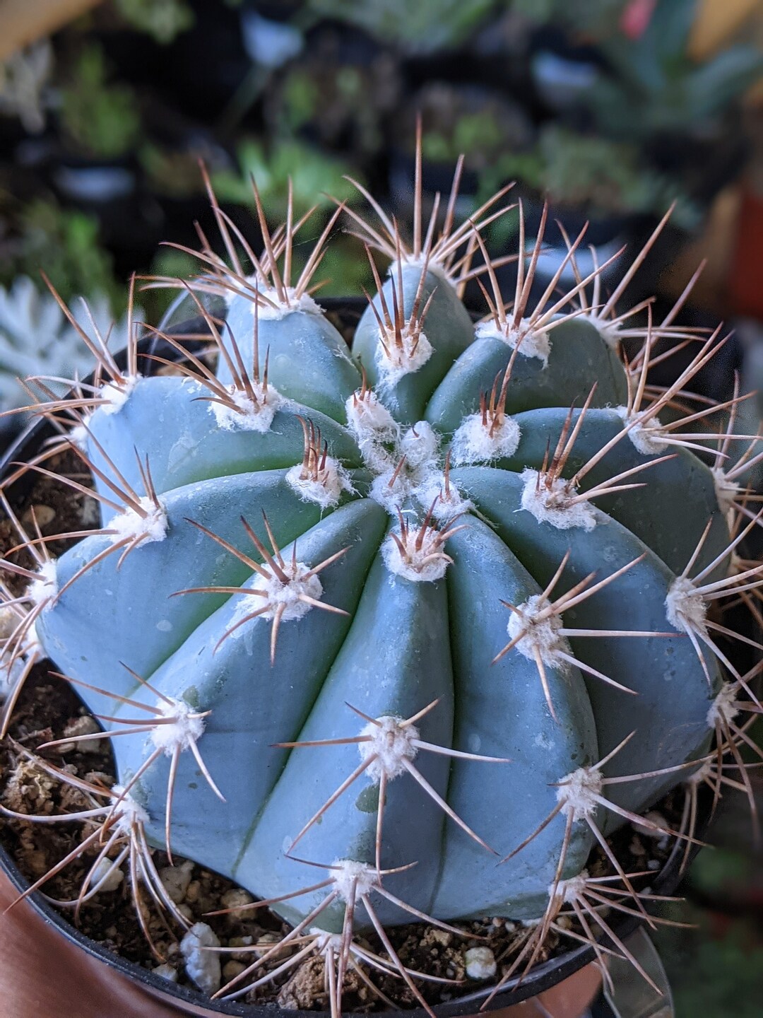 Melocactus Azureus,blue Cactus,live Cactus Plant,house Plant,succulent ...