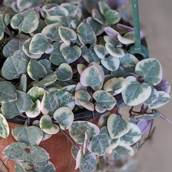 Variegated String of Hearts - Etsy