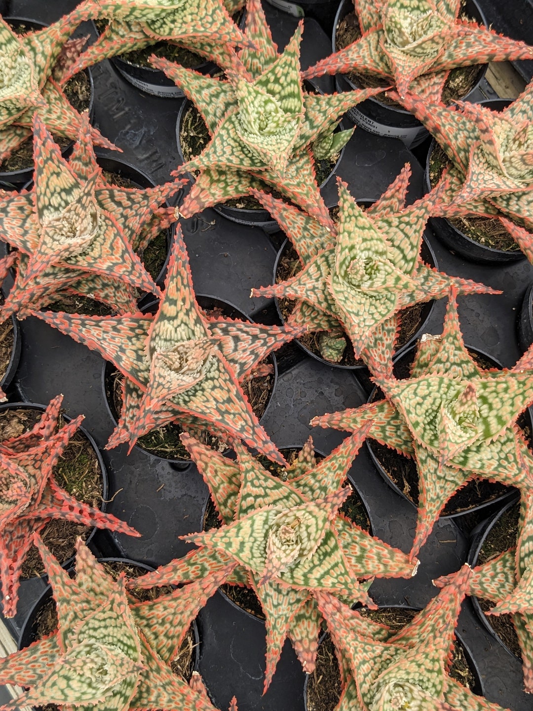4" Aloe 'firecracker', Rare Aloe Plant, Rare Succulent, Rare Plant ...