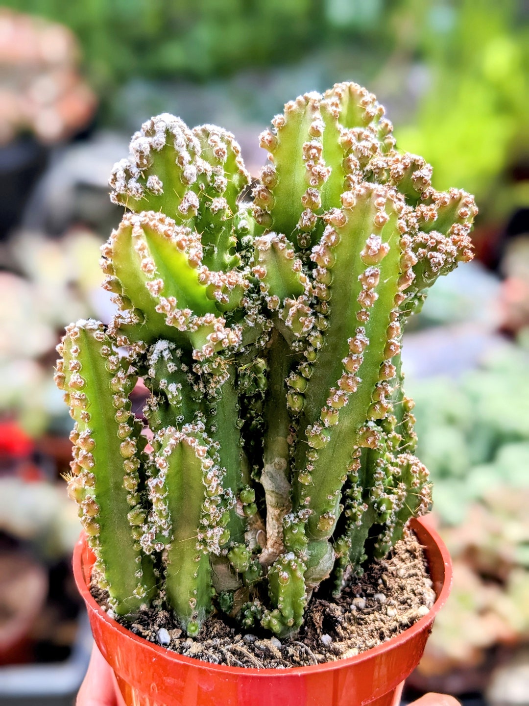 Fairy Castle Cactus, Acanthocereus Tetragonus, Shipped in 4 Pot - Etsy
