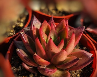 SucculentSelection - Etsy