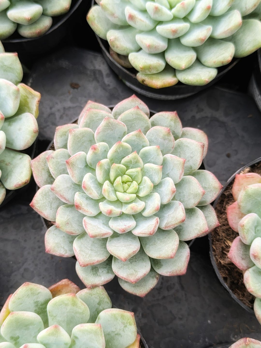 Echeveria Ruby Kissed, Rare Succulent, Echeveria Hybrid Succulent ...