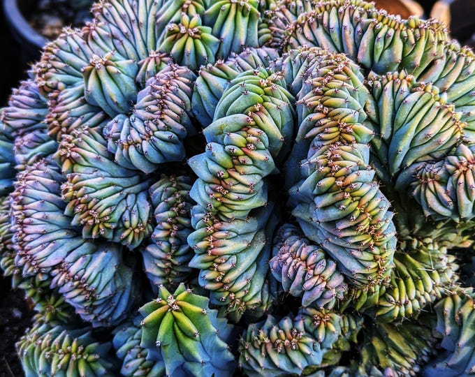 Blue Candle Crested Cactus: Myrtillocactus Cristata Live Plant - Etsy