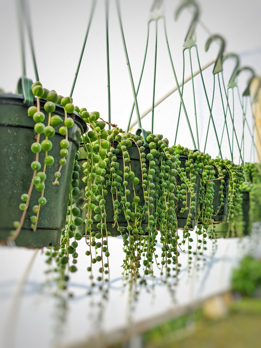 String of Pearls, 6” Hanging Plant, House Plants !!SALE!! - Etsy