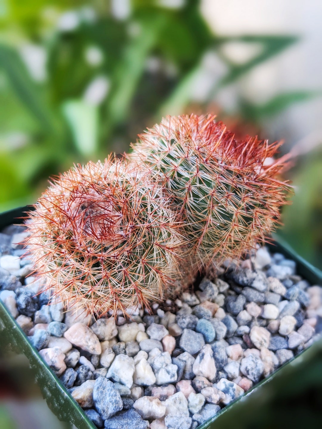 2 Head Silver Ball Cactus, Notocactus Schlosseri,live Cactus Plant ...