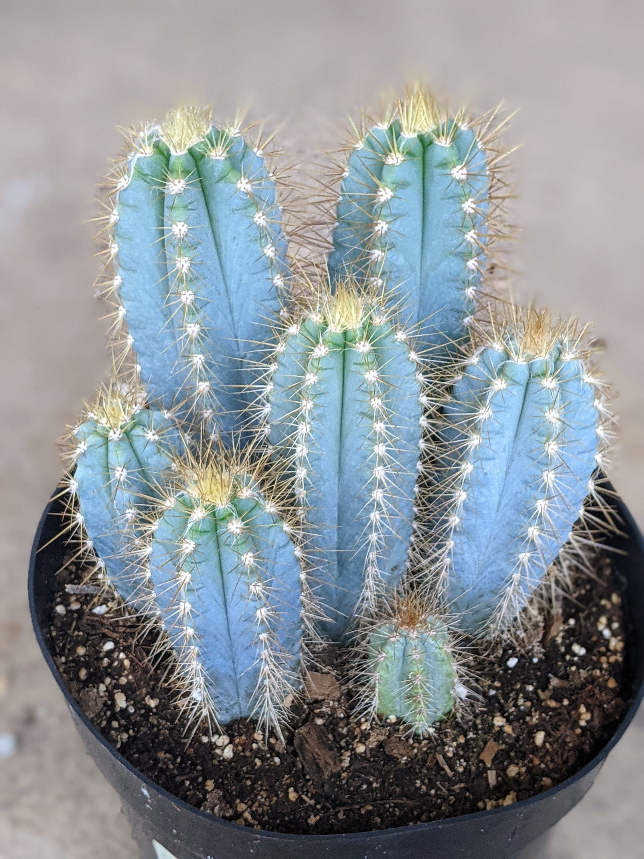1 Pot of Blue Torch CactusBlue Columnar CactusPilosocereus | Etsy