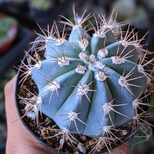 Melocactus Azureus,blue Cactus,live Cactus Plant,house Plant,succulent ...