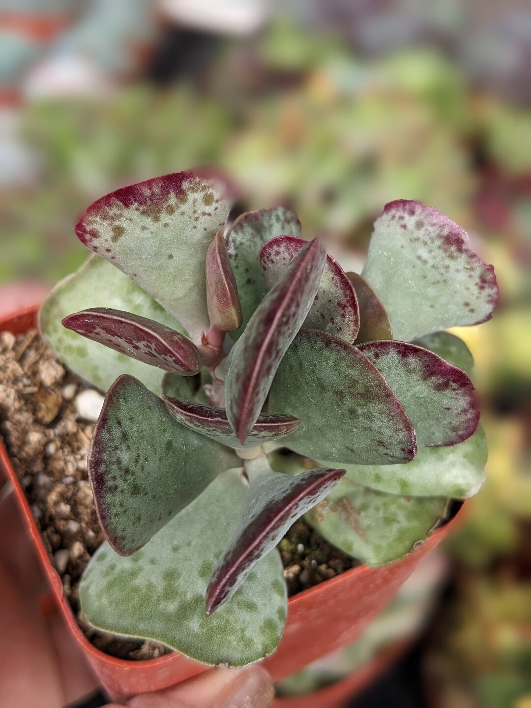 Adromischus Triflorus Calico Hearts, Rare Plant, Live Plant, Succulent ...