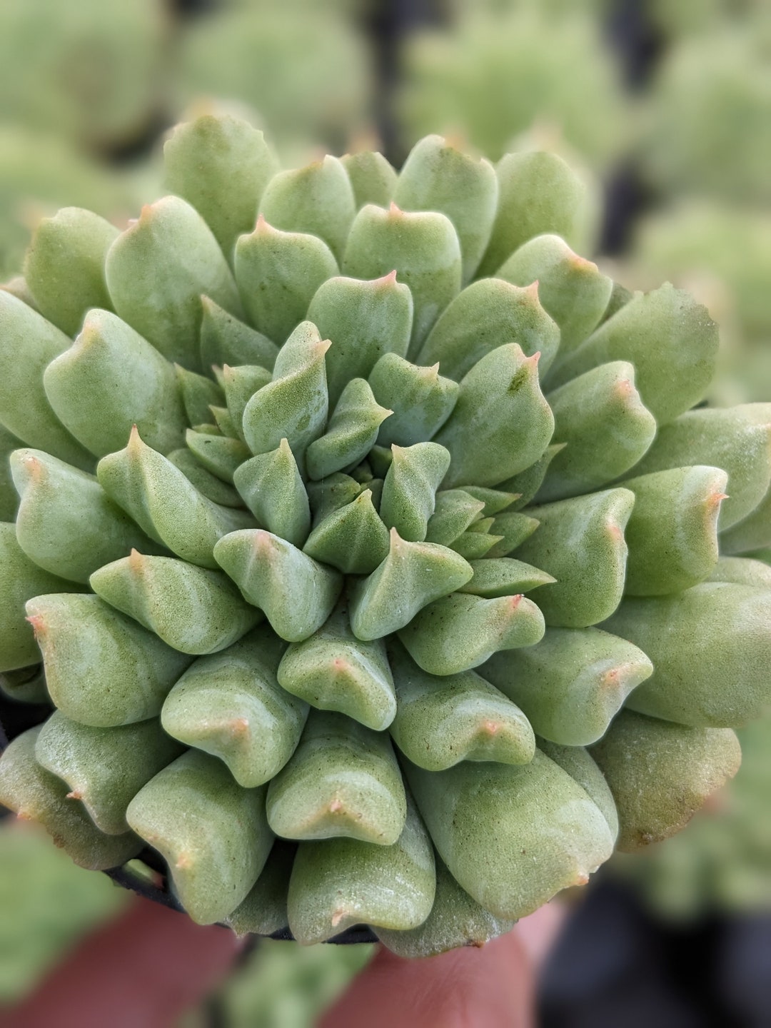 Echeveria Irish Mint 2.5 Fairy Garden Plant Live - Etsy