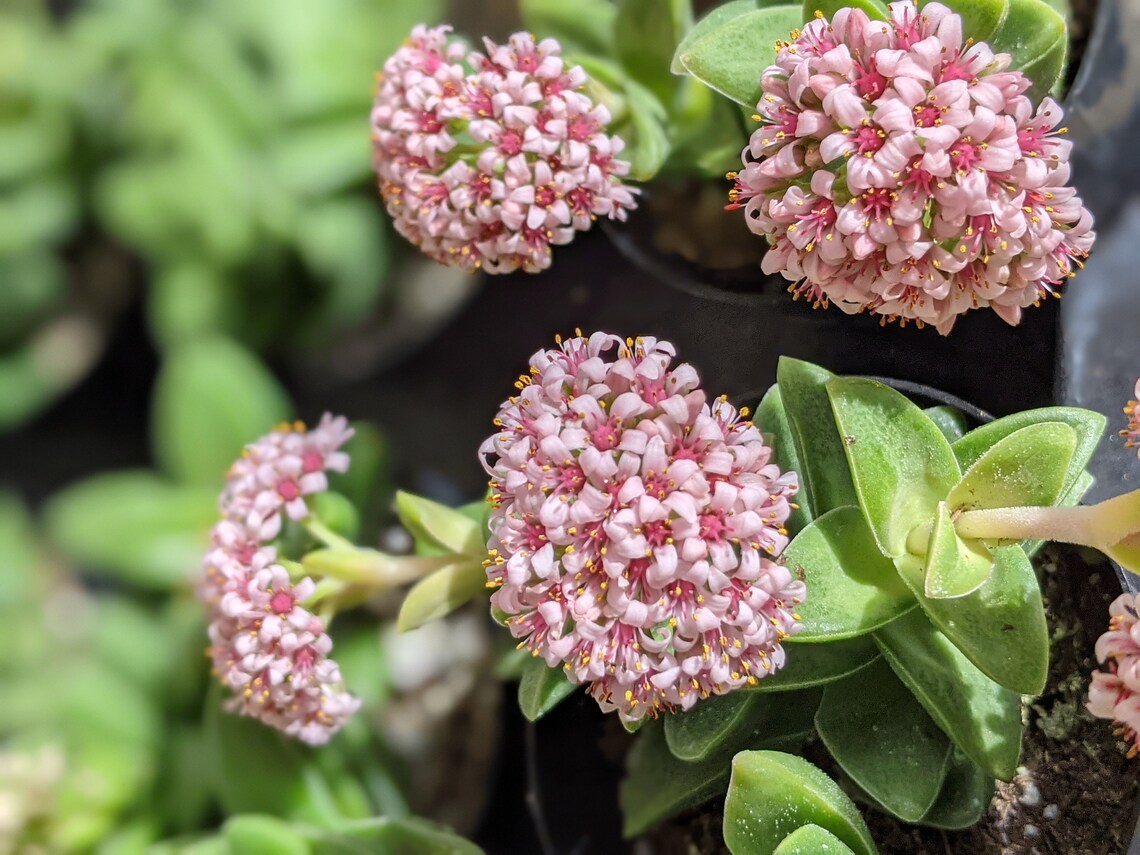 Crassula 'springtime' Live Succulent Plant Flowering - Etsy