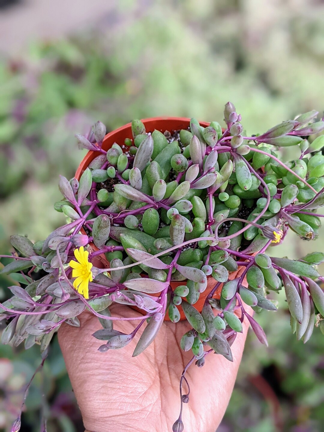 Ruby Necklace Succulent,4 Potted Succulent, Drought Tolerant, Hanging ...