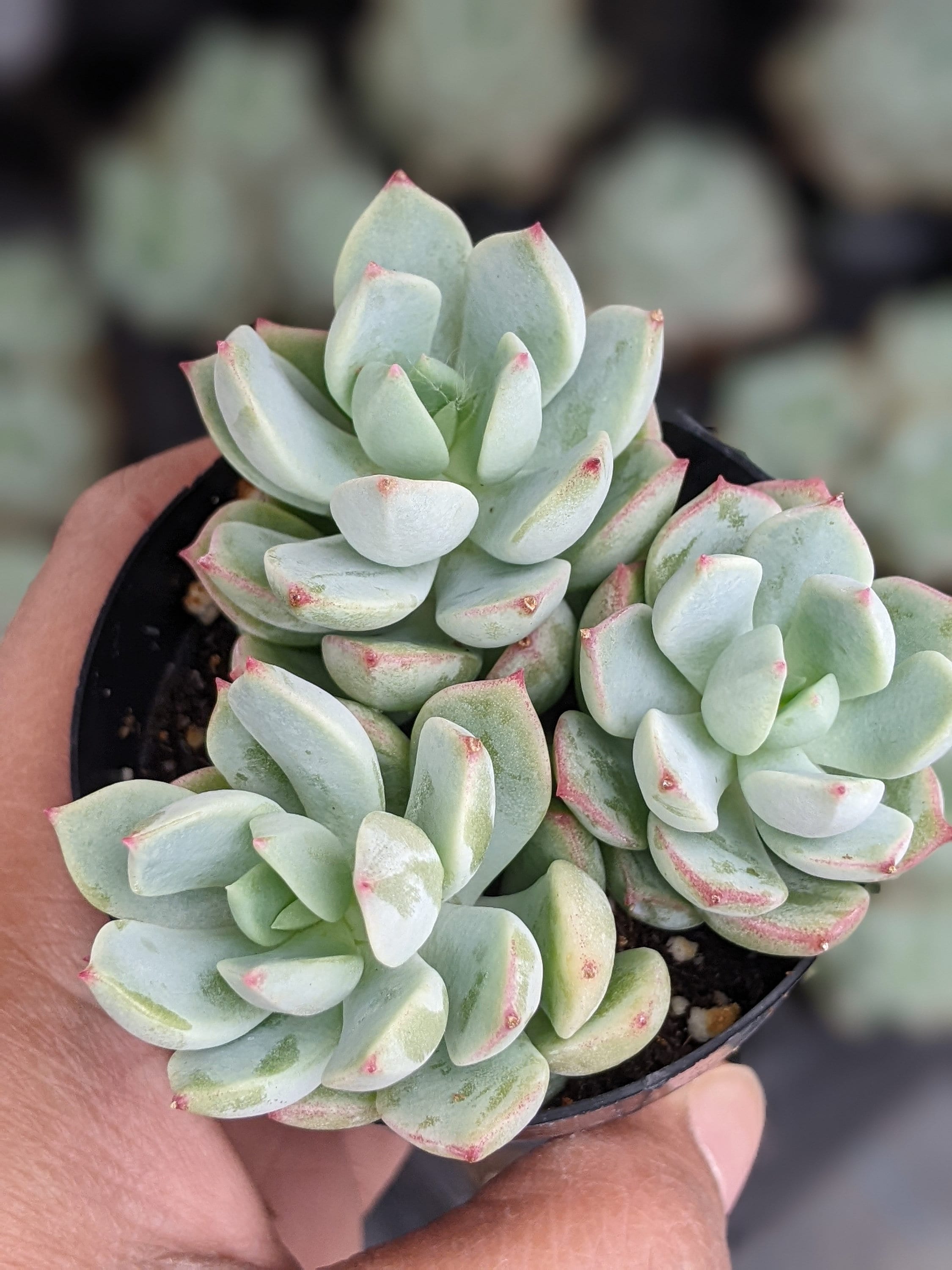 Multiple Heads Graptoveria Porcelain , Rosette, Colorful Succulent ...