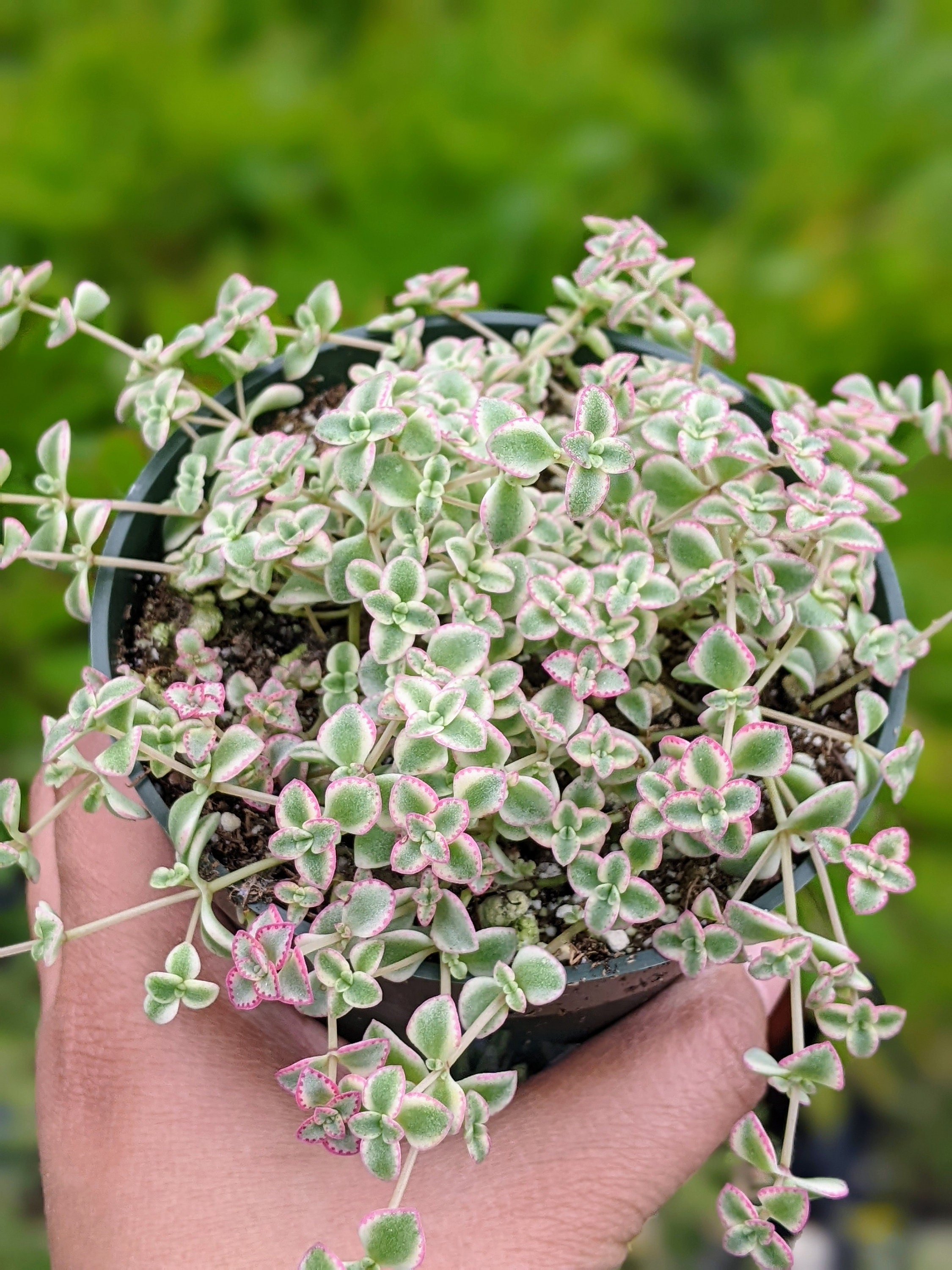 Variegated Sedum Little Missy 4 Potted Plant Live - Etsy